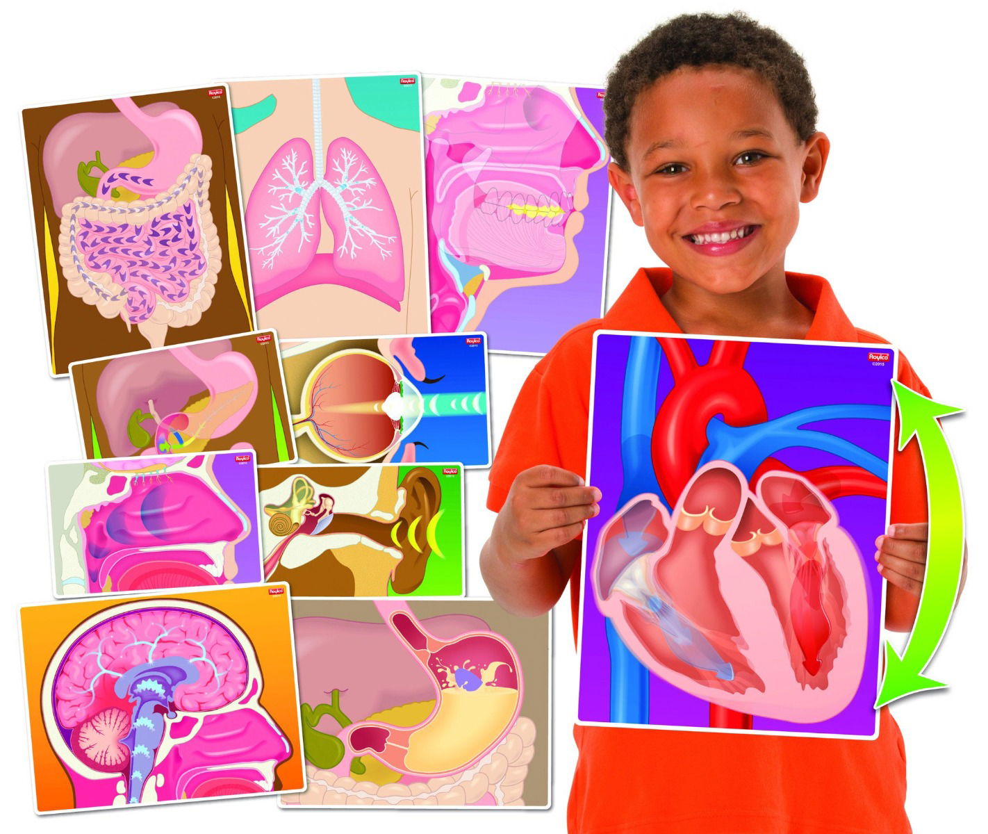 10 kort med tegninger av kroppens viktigste organer. 4-10 år